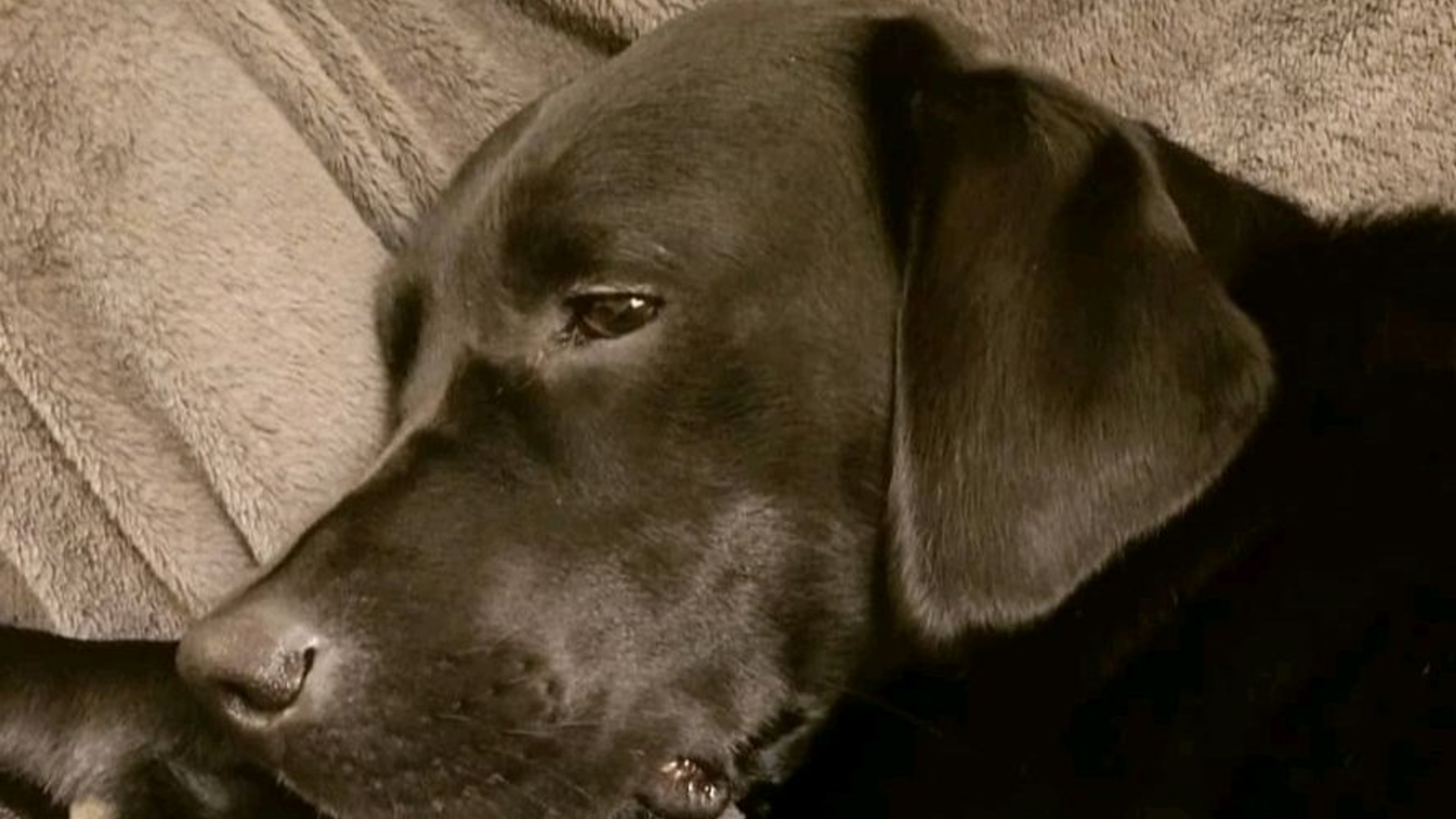 Fundraiser by Sanchez Ellie Bevan : Help Leo Fight Cancer: A Brave Dog ...